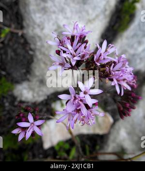 Broad Smooth Plampers (Corymbium glabrum glabrum Stock Photo - Alamy