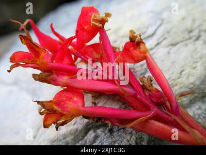 Cluster Disa (Disa ferruginea) Plantae Stock Photo - Alamy