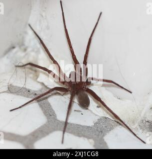 Rocky Canyon Spiders (Titiotus) Arachnida Stock Photo - Alamy