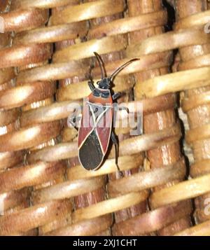 White-crossed Seed Bug (Neacoryphus bicrucis) Insecta Stock Photo - Alamy
