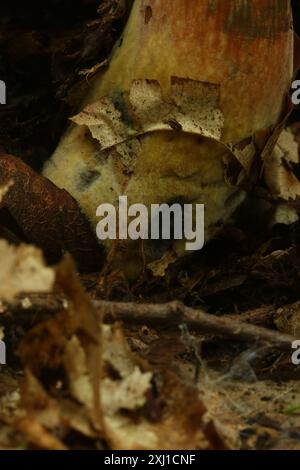 Red-mouth Bolete (Boletus subvelutipes) Fungi Stock Photo - Alamy
