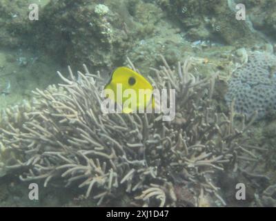 Indian Teardrop Butterflyfish (Chaetodon interruptus) Actinopterygii ...