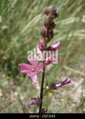 Oregon Checker-mallow (Sidalcea oregana) Plantae Stock Photo - Alamy