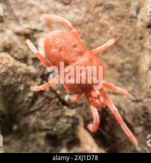 Trombidiform Mites (Trombidiformes) Arachnida Stock Photo - Alamy