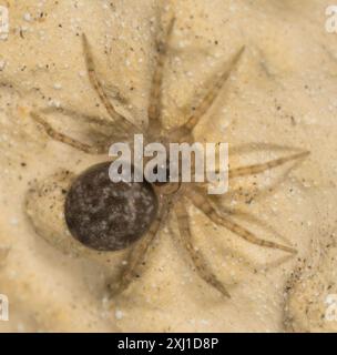 Wall Spiders (Oecobius) Arachnida Stock Photo - Alamy