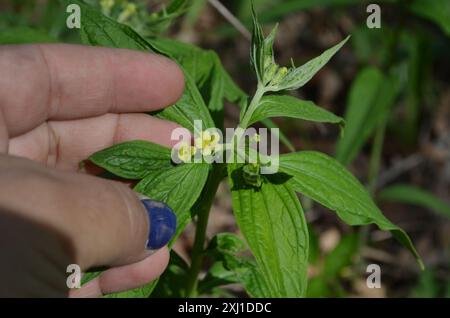 American gromwell (Lithospermum latifolium) Plantae Stock Photo - Alamy