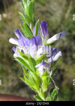 (Psoralea pungens) Plantae Stock Photo - Alamy
