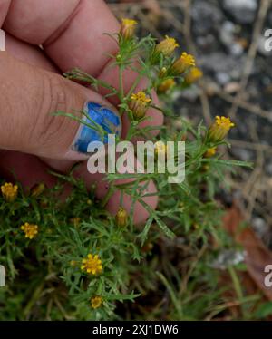 Fetid marigold (Dyssodia papposa) Plantae Stock Photo - Alamy