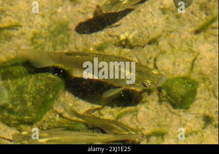 Livebearers and Lampeyes (Poeciliidae) Actinopterygii Stock Photo - Alamy