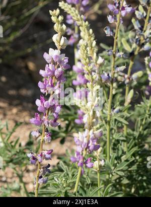 lupines (Lupinus) Plantae Stock Photo - Alamy
