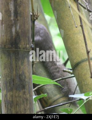 Inornate Squirrel (Callosciurus inornatus) Mammalia Stock Photo - Alamy