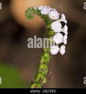 Indian Heliotrope (Heliotropium indicum) Plantae Stock Photo - Alamy