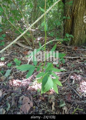 coralroot (Cardamine bulbifera) Plantae Stock Photo - Alamy
