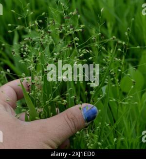 Scribner's Panicgrass (Dichanthelium scribnerianum) Plantae Stock Photo ...
