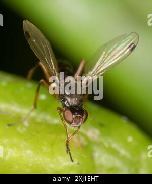 Black Scavenger Flies (Sepsidae) Insecta Stock Photo - Alamy