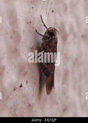 Curved-horn Moths (Gelechioidea) Insecta Stock Photo - Alamy