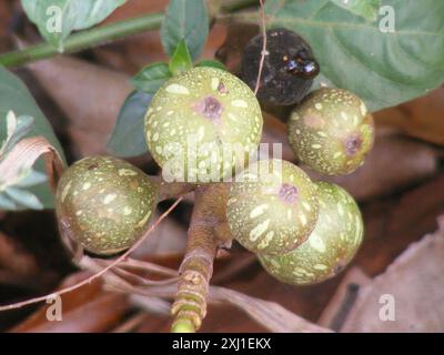 Cape Fig (Ficus sur) Plantae Stock Photo - Alamy