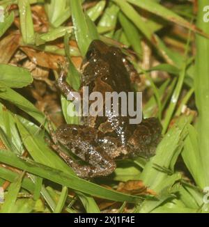 Tubercled Pygmy Frog (Microhyla butleri) Amphibia Stock Photo - Alamy