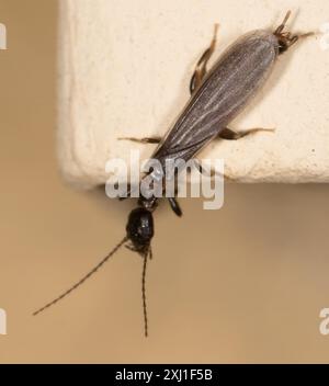 Webspinners (Embioptera) Insecta Stock Photo - Alamy