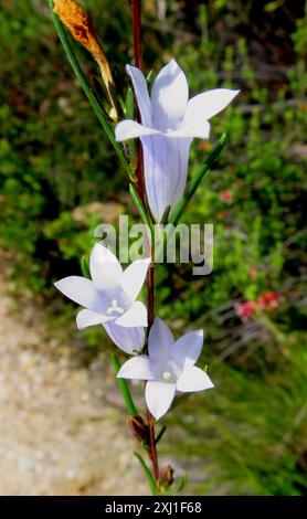 bellflower family (Campanulaceae) Plantae Stock Photo - Alamy