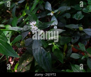 Woodland false buttonweed (Spermacoce remota) Plantae Stock Photo - Alamy