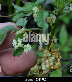 Field Dodder (Cuscuta campestris) Plantae Stock Photo - Alamy