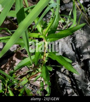 marsh mermaidweed (Proserpinaca palustris) Plantae Stock Photo - Alamy