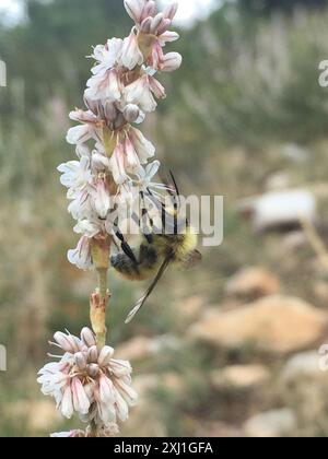 Great Basin Bumble Bee (Bombus centralis) Insecta Stock Photo - Alamy
