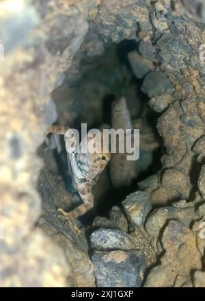 Canyon Lizard (Sceloporus merriami Stock Photo - Alamy