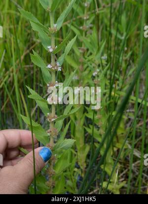 Rough Bugleweed (Lycopus asper) Plantae Stock Photo - Alamy
