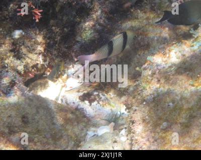 Indian Doublebar Goatfish (Parupeneus trifasciatus) Actinopterygii ...