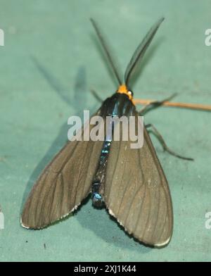 Virginia Ctenucha Moth (Ctenucha virginica) Insecta Stock Photo - Alamy