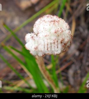 Lambstail (Lanaria lanata) Plantae Stock Photo - Alamy