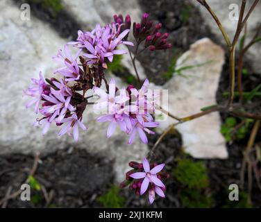 Broad Smooth Plampers (Corymbium glabrum glabrum) Plantae Stock Photo ...