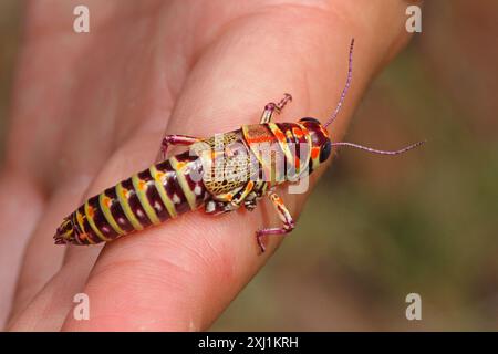 Rainbow Grasshopper (Dactylotum bicolor) Insecta Stock Photo - Alamy