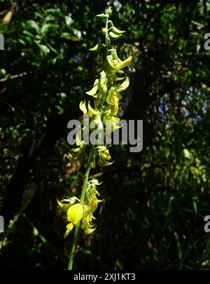 Rattlepods (Crotalaria) Plantae Stock Photo - Alamy