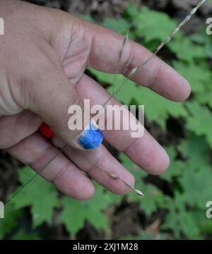 black-fruit mountain-ricegrass (Patis racemosa) Plantae Stock Photo - Alamy
