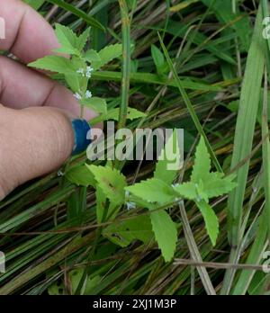 northern bugleweed (Lycopus uniflorus) Plantae Stock Photo - Alamy