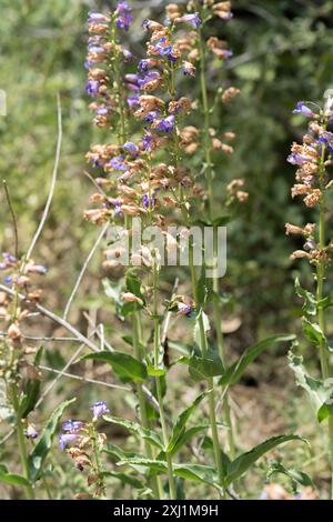 Showy Penstemon (Penstemon spectabilis) Plantae Stock Photo - Alamy