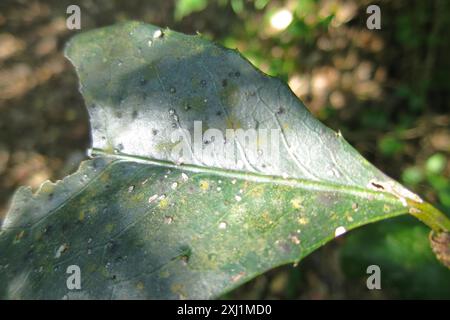 Forest Saffron (Elaeodendron croceum) Plantae Stock Photo - Alamy