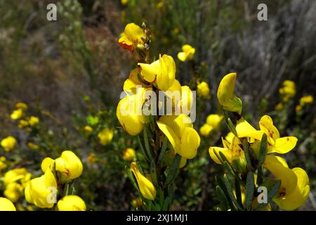 Mountain Honeybush (Cyclopia intermedia) Plantae Stock Photo - Alamy