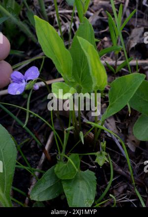 Arrowleaf Violet (Viola sagittata) Plantae Stock Photo - Alamy