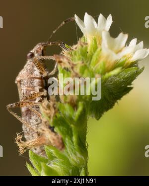 Scentless Plant Bugs (Rhopalidae) Insecta Stock Photo - Alamy