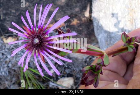Pentagonal Spoonfig (Erepsia pentagona) Plantae Stock Photo - Alamy