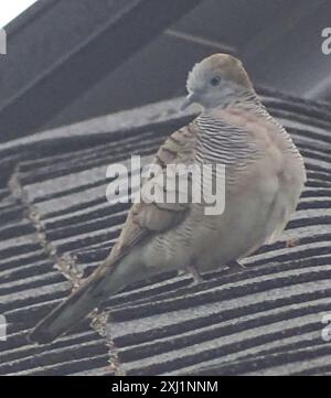 Zebra Dove (Geopelia striata) Aves Stock Photo - Alamy