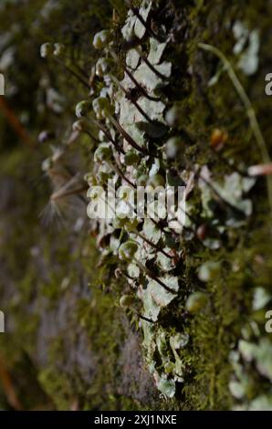 Hemisphaeric Liverwort (Reboulia hemisphaerica), Plantae, 231 ...