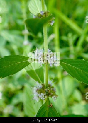 corn mint (Mentha arvensis) Plantae Stock Photo - Alamy