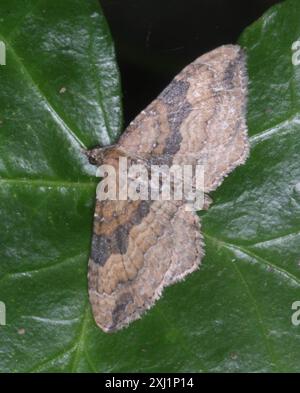 Gem Moth (Orthonama obstipata) Insecta Stock Photo - Alamy
