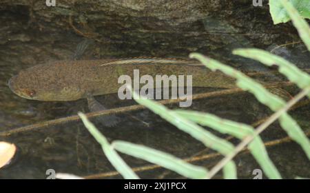 Asian Snakeheads (Channa) Actinopterygii Stock Photo - Alamy
