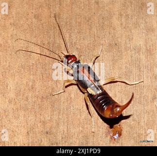 Shore Earwig (Labidura riparia) Insecta Stock Photo - Alamy